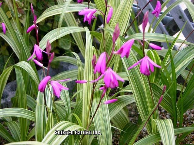 Hardy Orchid (Bletilla striata 'Yellow Striped') - Garden.org