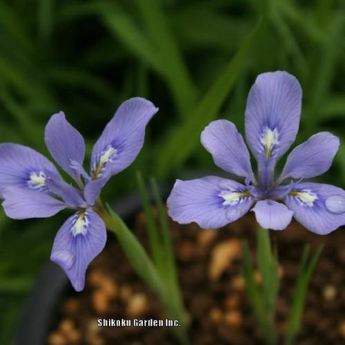Species Iris (Iris rossii) in the Irises Database - Garden.org