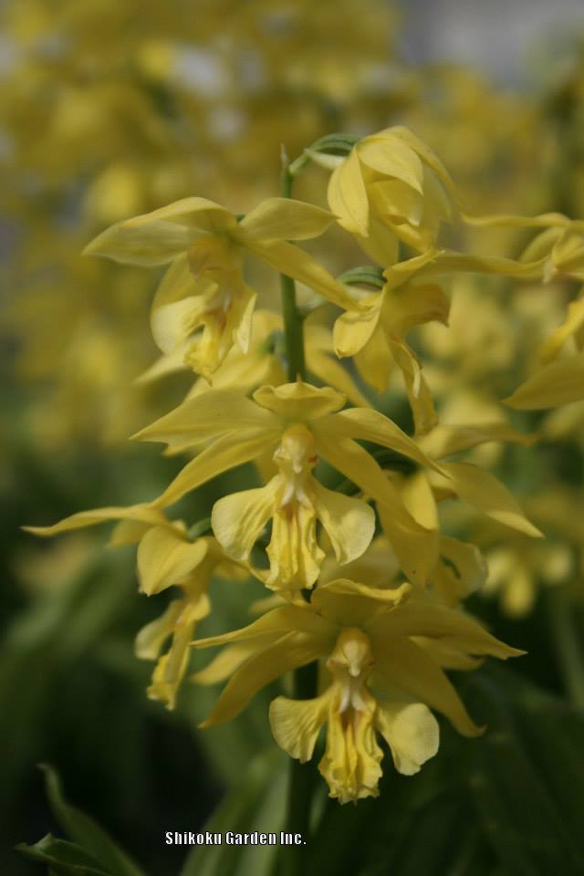 Photo of the bloom of Orchid (Calanthe striata) posted by Joy - Garden.org