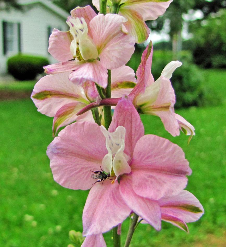 Rocket Larkspur (Consolida ajacis 'Giant Imperial Mix') in the ...
