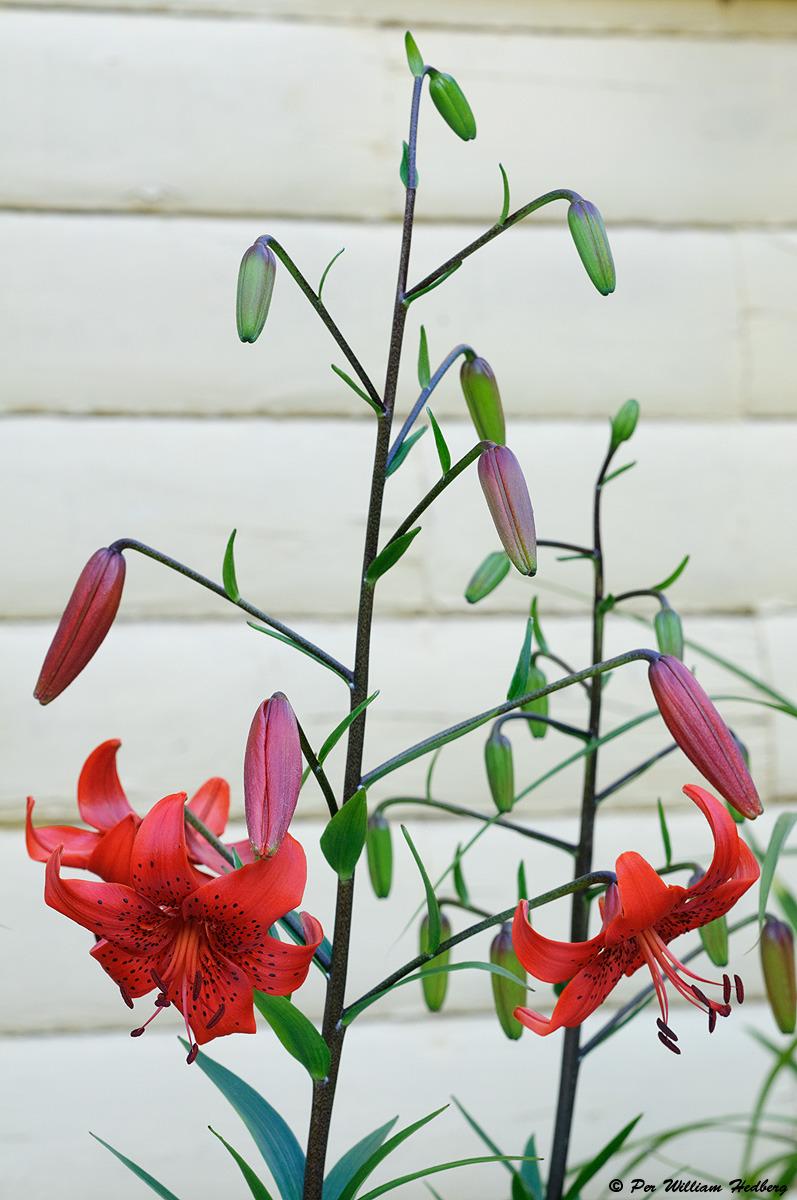 Photo of the bloom of Lily (Lilium 'Red Life') posted by William ...