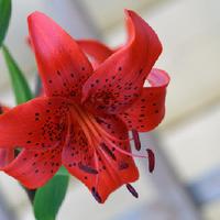 Lily (Lilium 'Red Life') in the Lilies Database - Garden.org