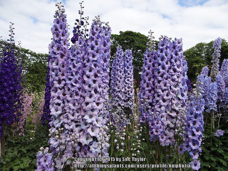 Delphinium 'Conspicuous' in the Delphiniums Database - Garden.org