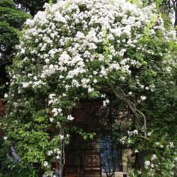 Rose (Rosa 'Seagull') in the Roses Database - Garden.org