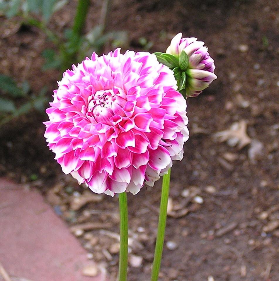 Dahlia 'Hollyhill Pixie' in the Dahlias Database - Garden.org