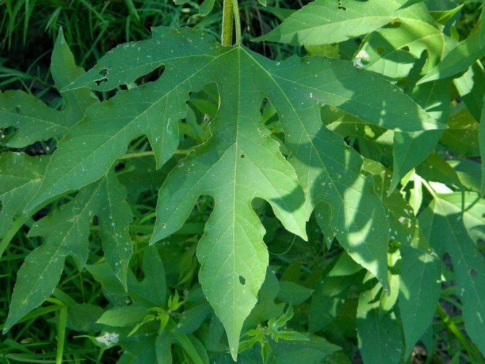Photo of the leaves of Giant Ragweed (Ambrosia trifida) posted by ...