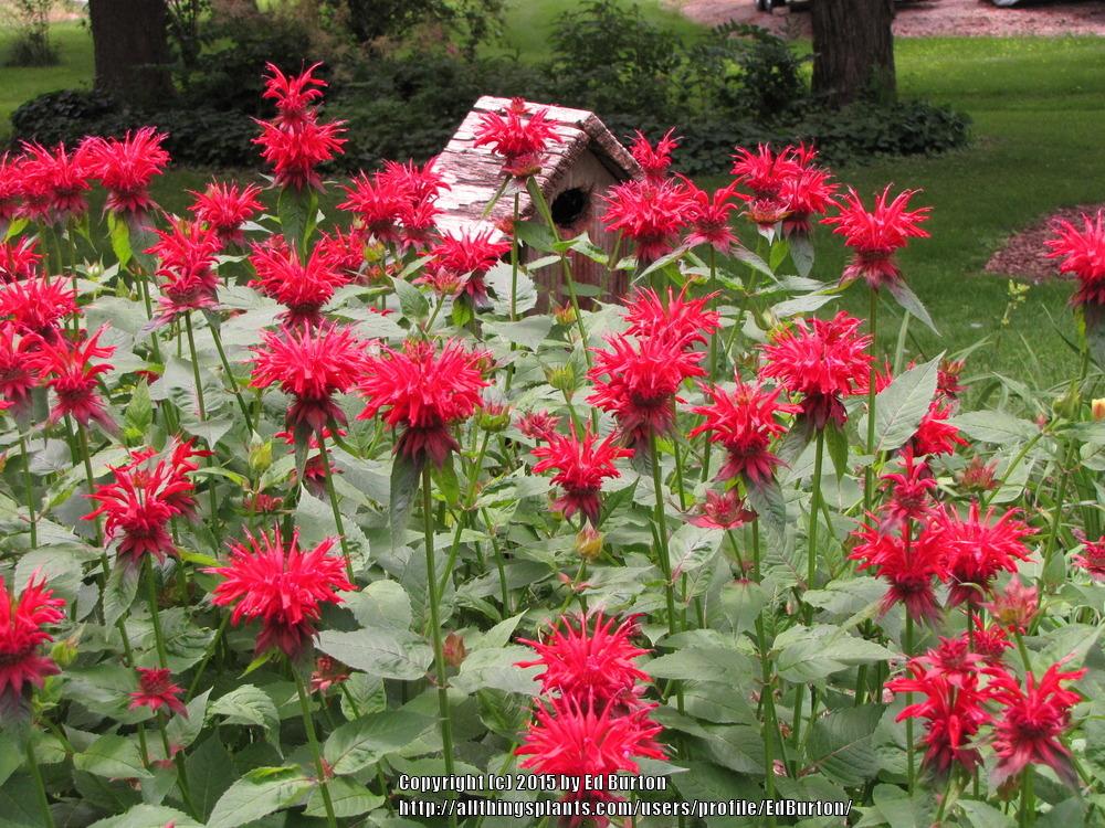 Bee Balms: Plant Care and Collection of Varieties - Garden.org