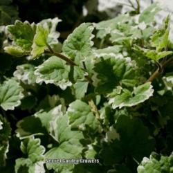 Variegated Creeping Charlie (Glechoma hederacea 'Variegata') - Garden.org