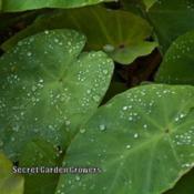 Elephant Ear (Colocasia esculenta 'Pink China') in the Elephant Ears ...