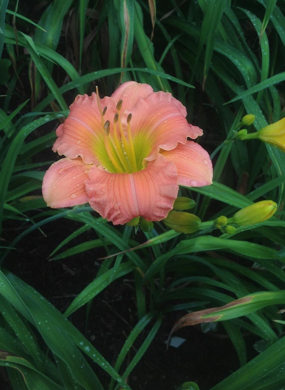 Daylily (Hemerocallis 'Kiowa Sunset') in the Daylilies Database ...