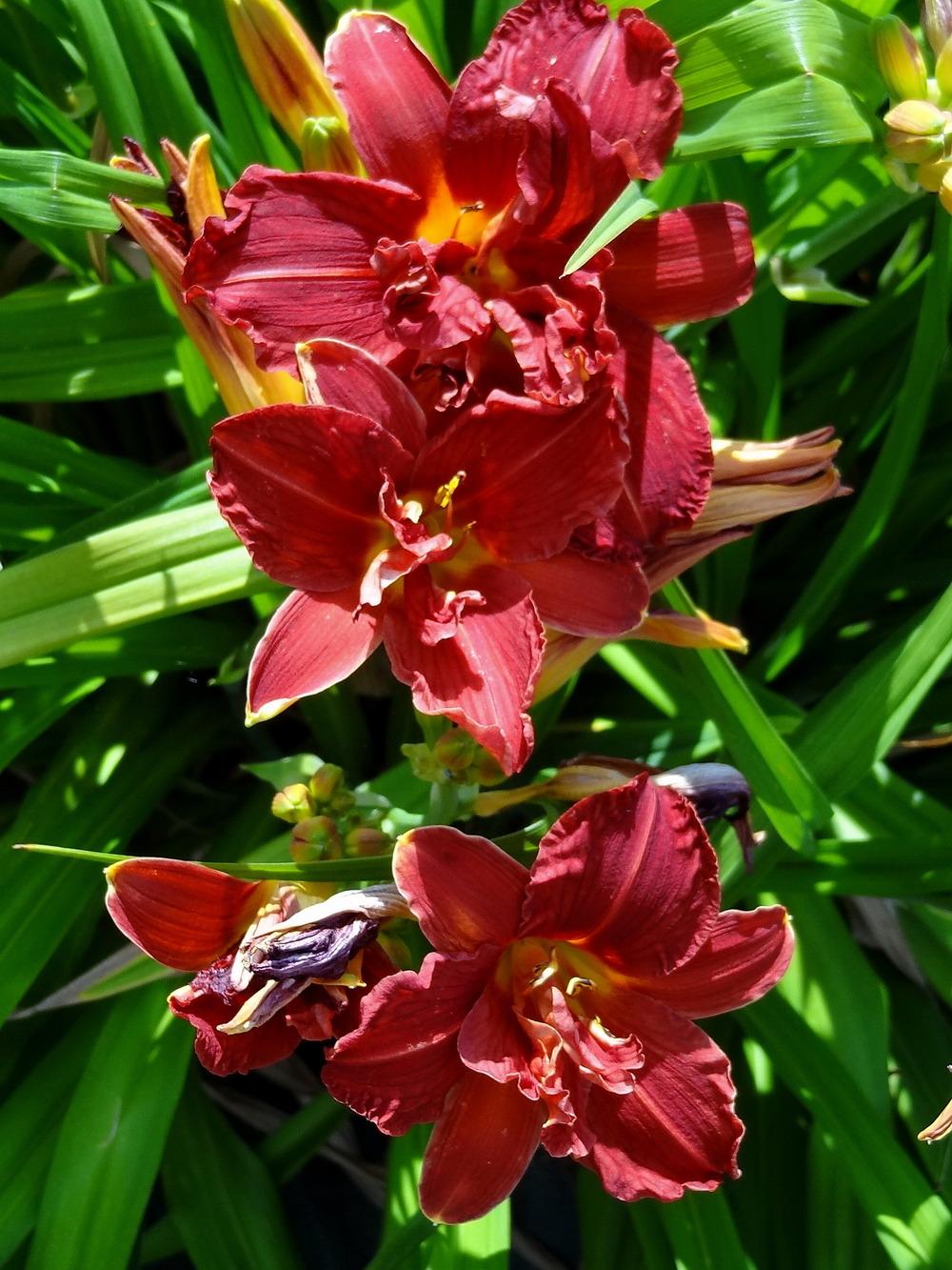 Daylily (Hemerocallis 'Double Firecracker') in the Daylilies Database ...