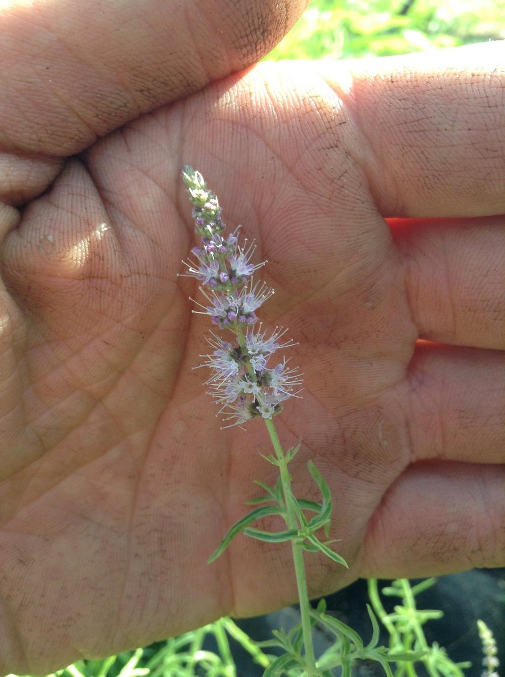 Habek Mint (Mentha longifolia 'Habak') in the Mints Database - Garden.org