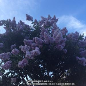 Crape Myrtle (Lagerstroemia 'Yuma') in the Crepe Myrtles Database ...