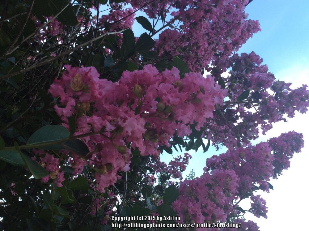 Photo of the bloom of Crape Myrtle (Lagerstroemia indica 'Hopi') posted ...