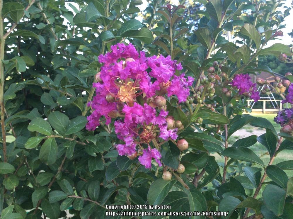 Crape Myrtle (Lagerstroemia indica 'Twilight') in the Crepe Myrtles Database - Garden.org