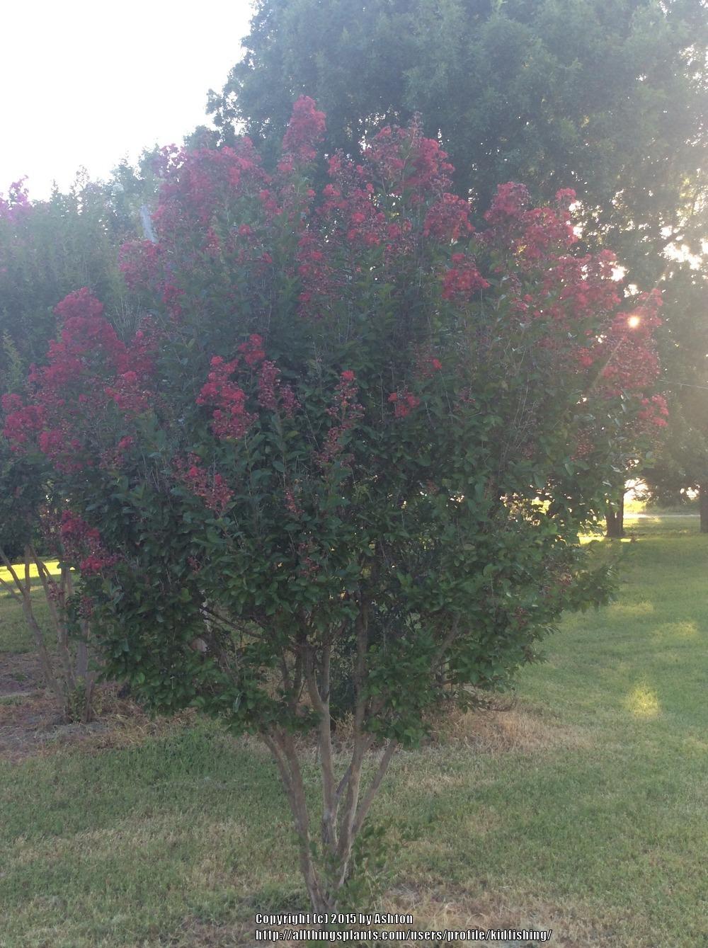 Photo of the entire plant of Crape Myrtle (Lagerstroemia indica 'Victor') posted by kidfishing ...