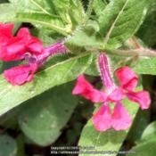 Cuphea (Cuphea llavea Sriracha™ Rose) - Garden.org