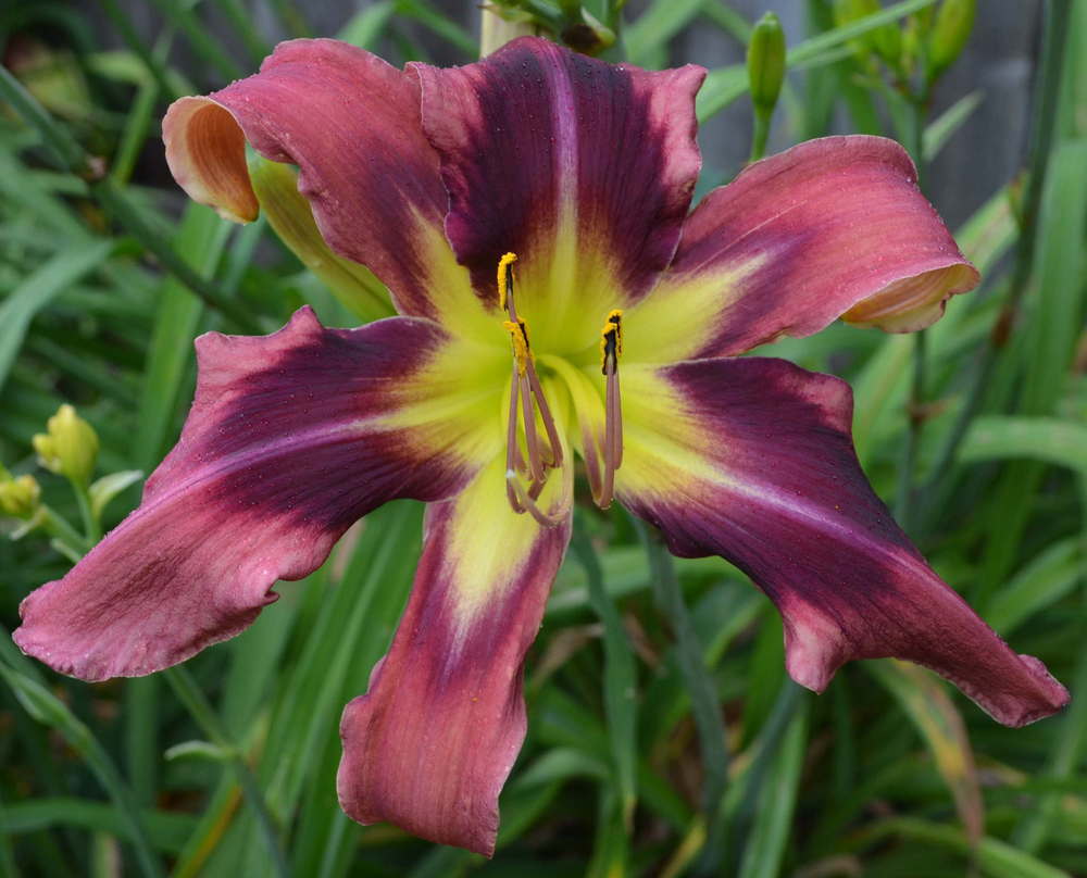 Daylily (Hemerocallis 'Delta Force') in the Daylilies Database - Garden.org