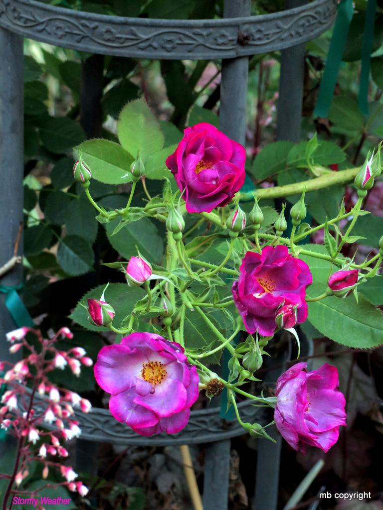 Photo of the bloom of Rose (Rosa 'Stormy Weather') posted by MargieNY ...