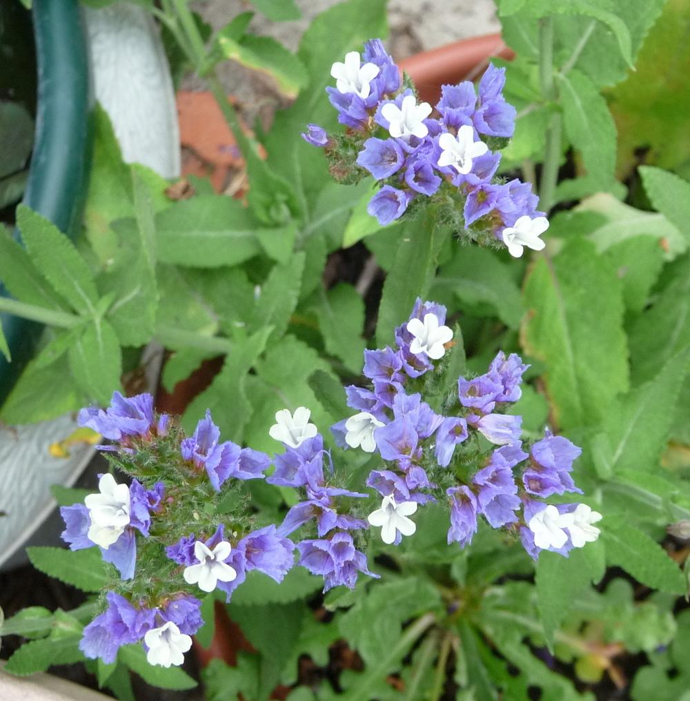 Statice (Limonium sinuatum 'Heavenly Blue') - Garden.org