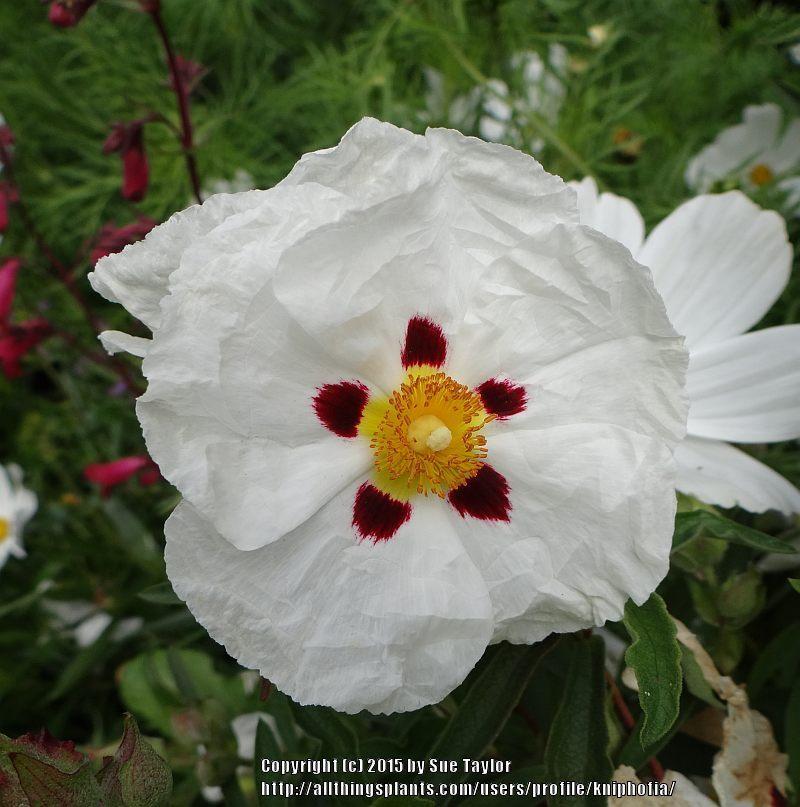 Rockroses: Plant Care and Collection of Varieties - Garden.org