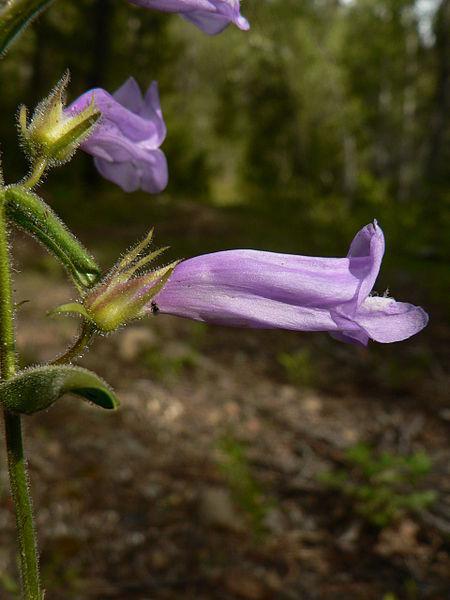 Photo of the bloom of Shrubby Penstemon (Penstemon fruticosus var ...