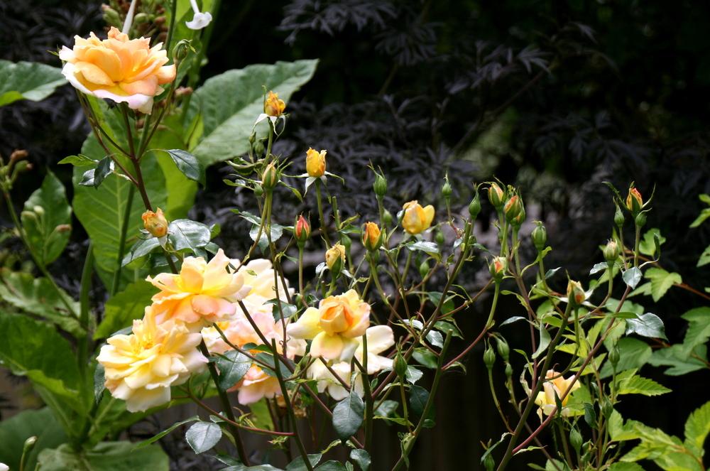 Photo of the closeup of buds, sepals and receptacles of Rose (Rosa ...