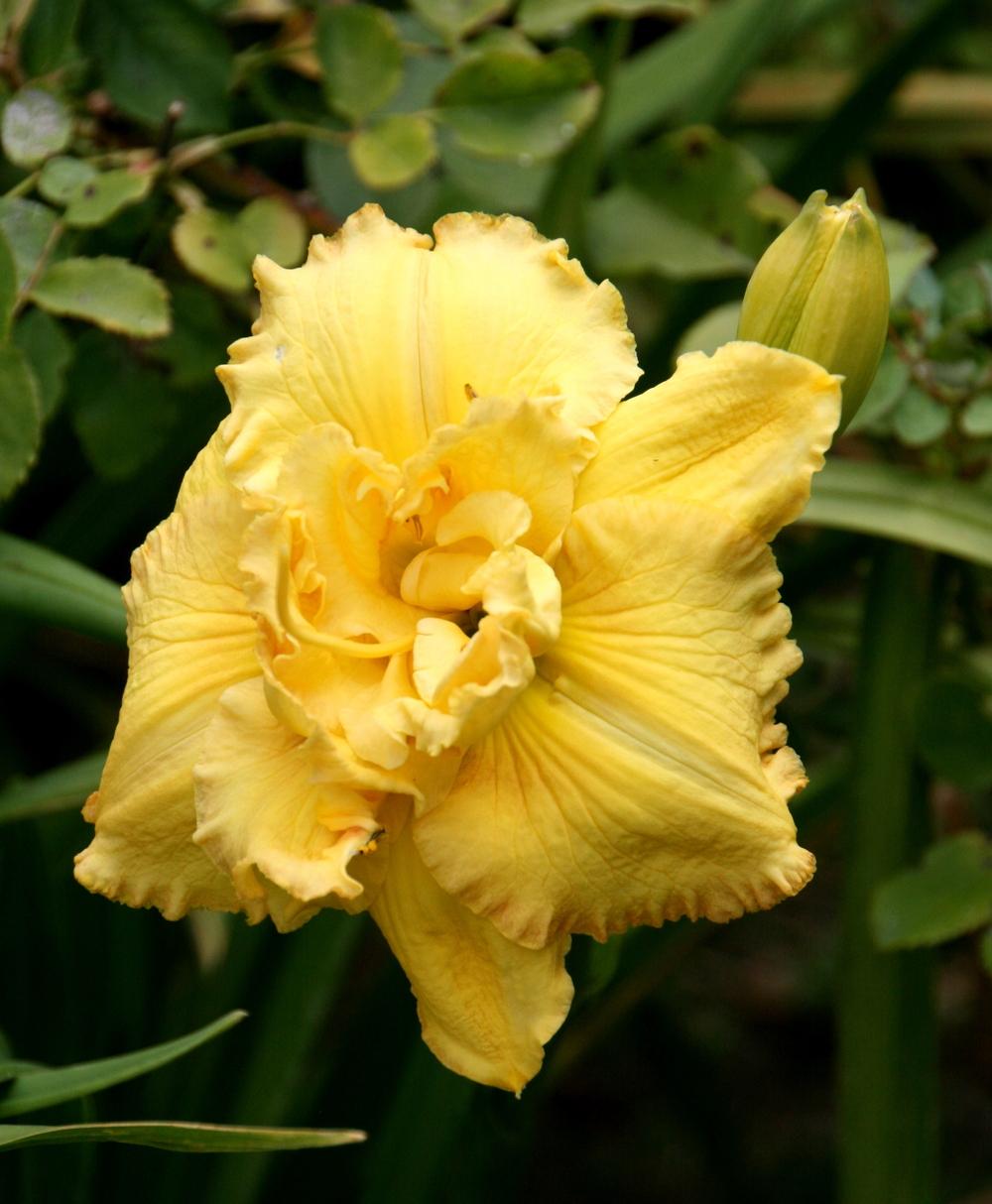 Photo of the bloom of Daylily (Hemerocallis 'Grapefruit Truffle ...