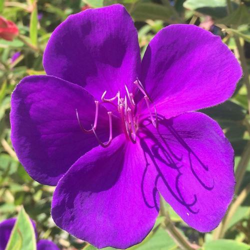 Princess Flower (Tibouchina) - Garden.org