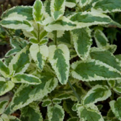 Variegated Water Figwort (Scrophularia auriculata 'Variegata') - Garden.org