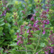 Wall Germander (Teucrium chamaedrys 'Summer Sunshine') - Garden.org