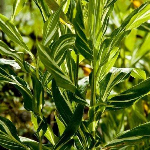 Myoga Ginger (Zingiber mioga 'Dancing Crane') in the Gingers Database ...