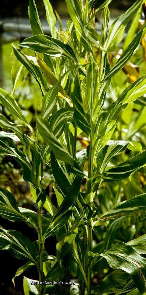 Myoga Ginger (Zingiber mioga 'Dancing Crane') in the Gingers Database ...