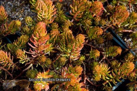 Jenny's Stonecrop (Petrosedum rupestre subsp. rupestre 'Aureum ...