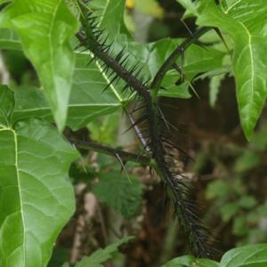 Purple Devil (Solanum atropurpureum) - Garden.org