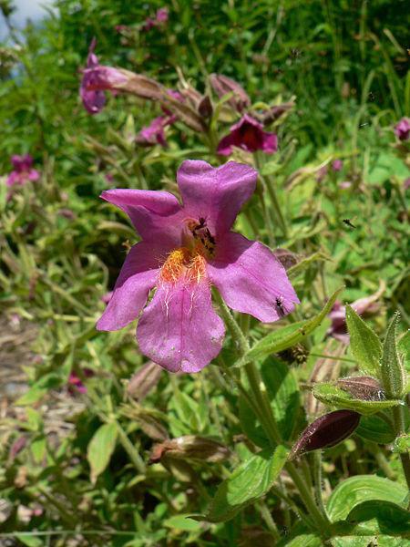 Photo of the bloom of Pink Monkey Flower (Erythranthe lewisii) posted ...