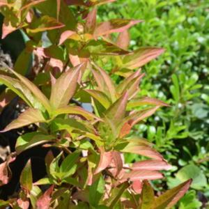 Bush Honeysuckle (Diervilla rivularis Kodiak™ Orange) - Garden.org