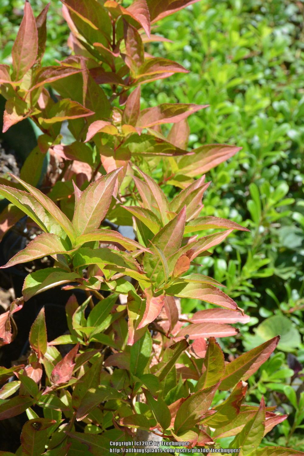 Photo of the leaves of Bush Honeysuckle (Diervilla rivularis Kodiak ...