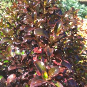 Australian Mirror Bush (Coprosma 'Karo Red') - Garden.org