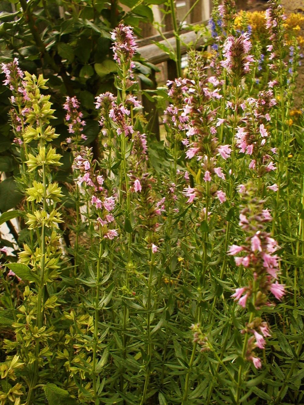 Photo of the stem, scape, stalk or bark of Hyssop (Hyssopus officinalis ...