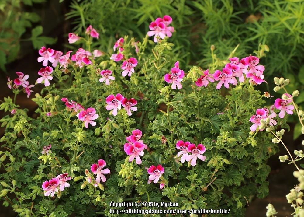 Pelargoniums: Plant Care and Collection of Varieties - Garden.org