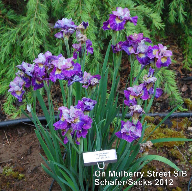 Photo of the entire plant of Siberian Iris (Iris 'On Mulberry Street ...