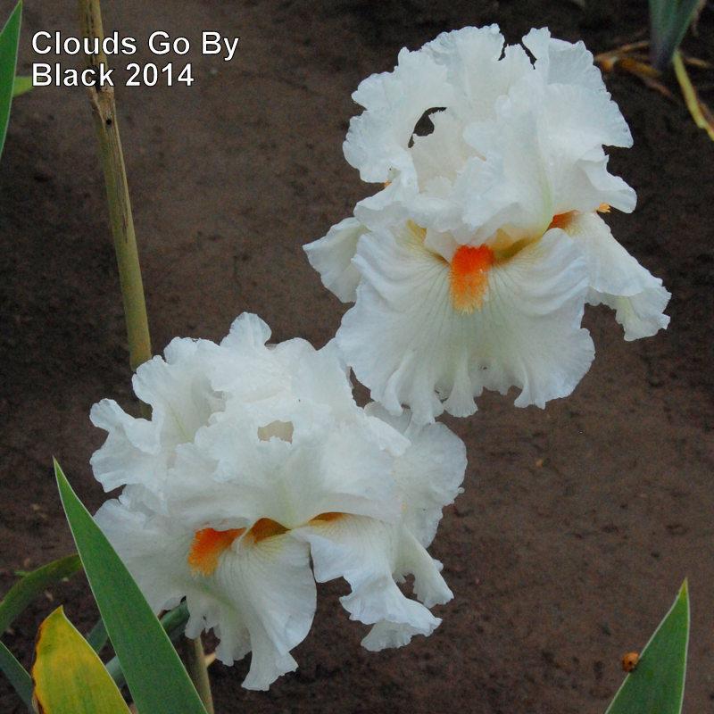 Photo of the bloom of Tall Bearded Iris (Iris 'Clouds Go By') posted by ...