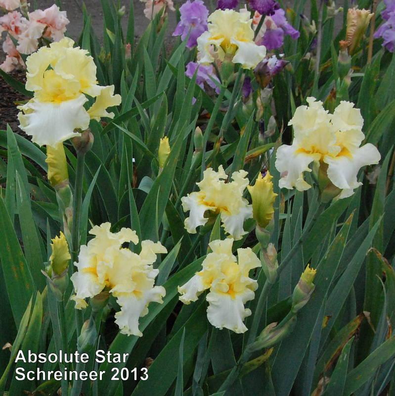 Photo of the entire plant of Tall Bearded Iris (Iris 'Absolute Star ...