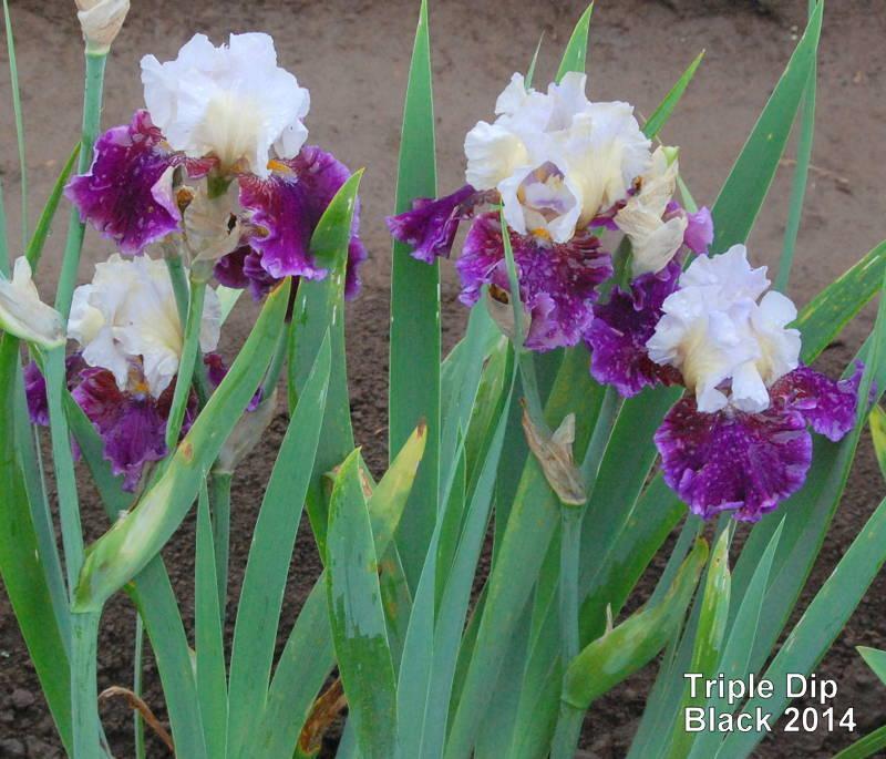 Photo of the entire plant of Tall Bearded Iris (Iris 'Triple Dip') posted by coboro - Garden.org