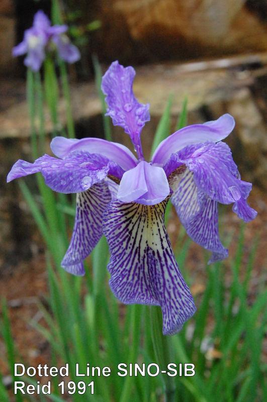 Species Iris (Iris 'Dotted Line') in the Irises Database - Garden.org