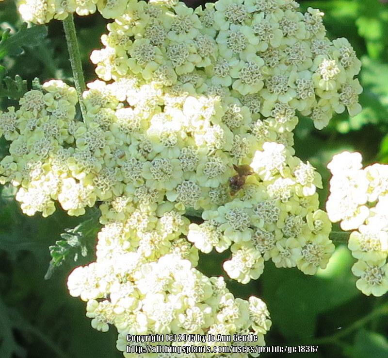 Yarrow (Achillea Moon Dust) in the Yarrows Database - Garden.org