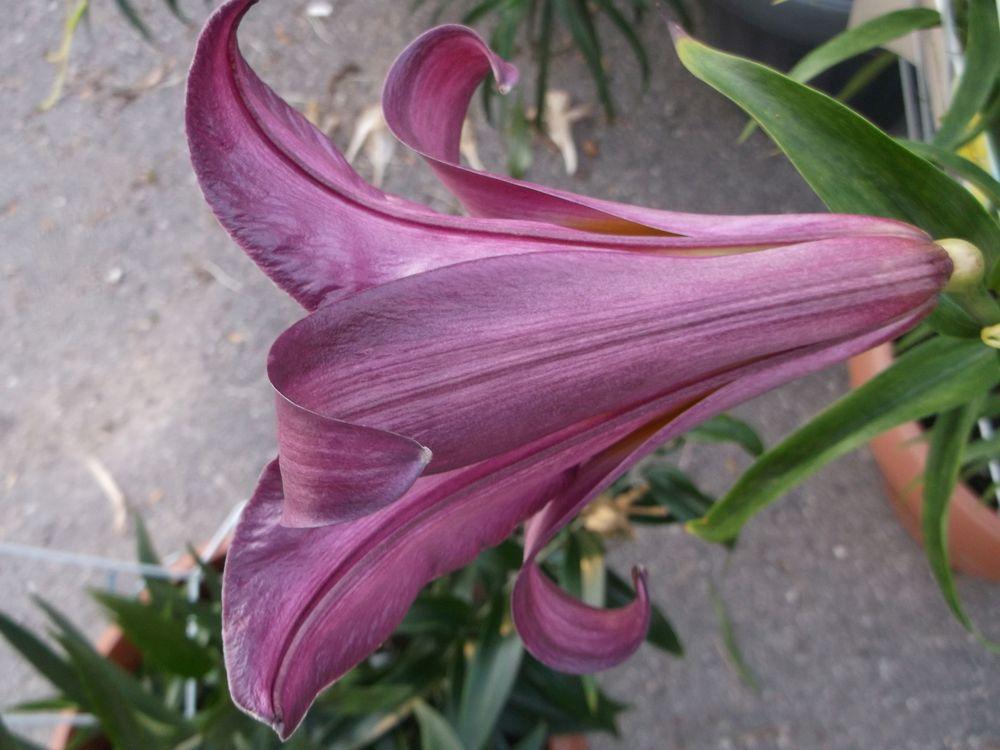 The ODD total PURPLE Trumpet...PIC in the Lilies forum - Garden.org