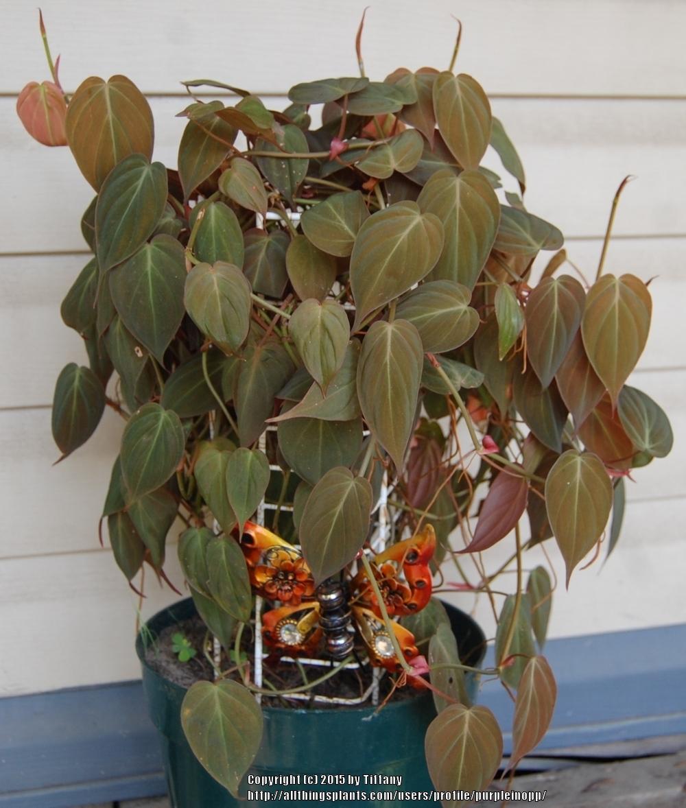 Photo of the entire plant of Velvet Leaf Philodendron (Philodendron ...