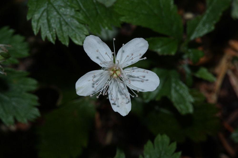 Strawberryleaf raspberry (Rubus pedatus) in the Rubus Database - Garden.org